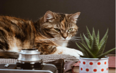 5 Things Humans Do That Drive Cats Bonkers – pbslices