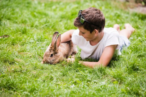 3 Best Reasons to Choose Rabbits as Your Pets – pbslices