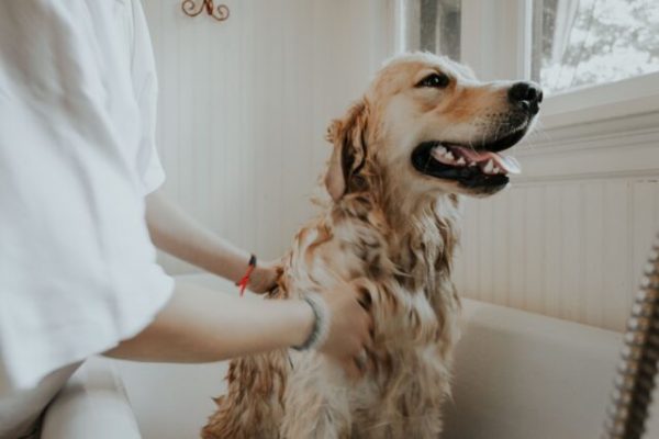 What is Gastritis in Dogs and How is it Treated? – pbslices